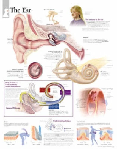THE EAR CHART: Laminated Wall Chart by Scientific Publishing £22.25 ...