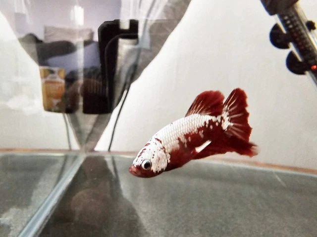 *RARE* STUNNING RED Samurai HMPK Male Siamese Fighting Fish Betta ...