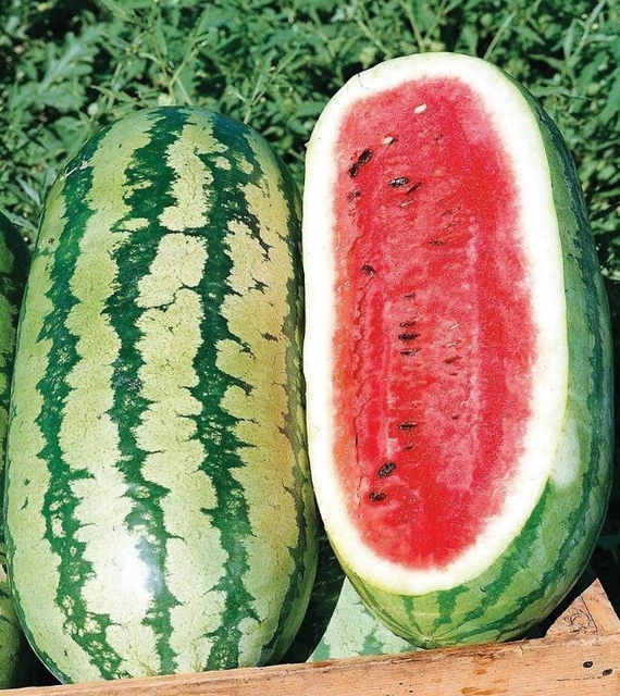 3 X WATERMELON ‘Jubilee’ Plug Plants. Free Delivery. Grow Juicy Fruit ...