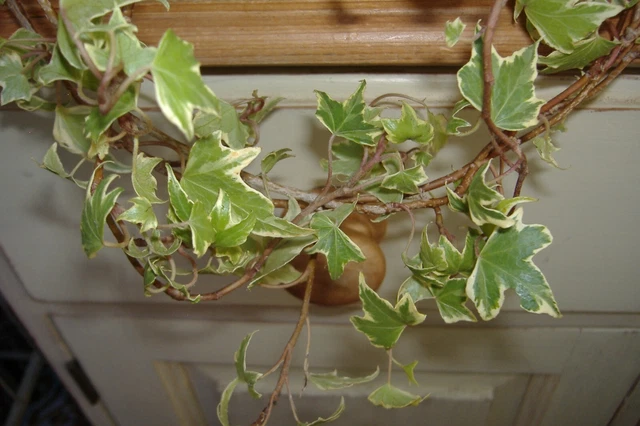 VARIEGATED HEDERA& MIDAS Touch "Ivy House Plants £1.99 - PicClick UK