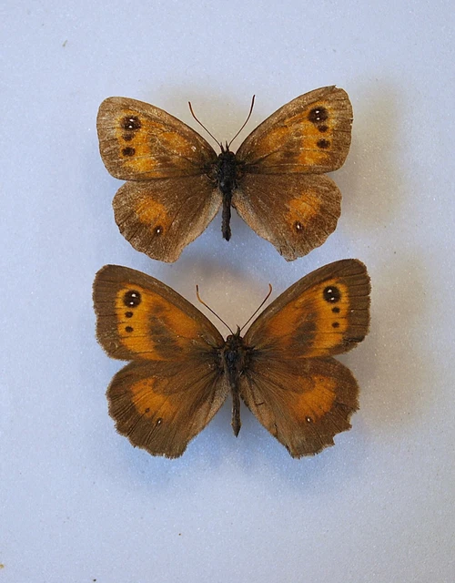 GATEKEEPER BUTTERFLY ABERRATIONS /Lepidoptera/ Insects/ Taxidermy £4.88 ...