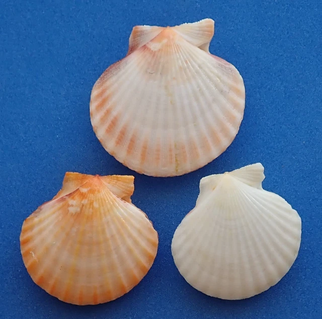 COQUILLAGE DE COLLECTION: Chlamys opercularis (x3) (Pectinidae, France ...