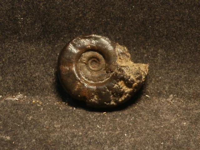 RARE!!! AMMONITE TETRAGONITES DEPRESSUS 29 mm / FRANCE EUR 3,00 ...