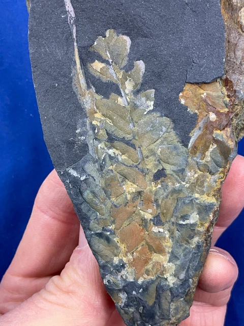 CARBONIFEROUS NEUROPTERIS, FOSSIL, Fossilien, Karbon, plant, Farn, Farn ...