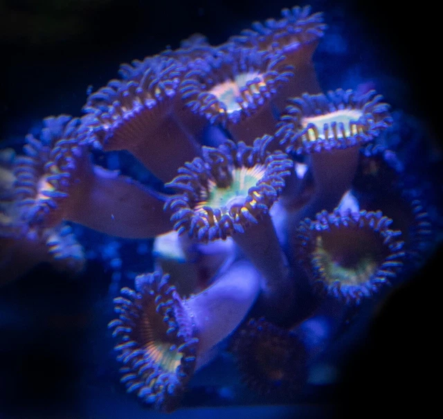SUNNY D ZOA Zoanthid Soft Coral Frag 12 polyps WYSIWYG £30.00 - PicClick UK