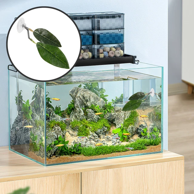 VENTOUSE FEUILLE DE betta cache de poisson feuille de de poisson betta ...