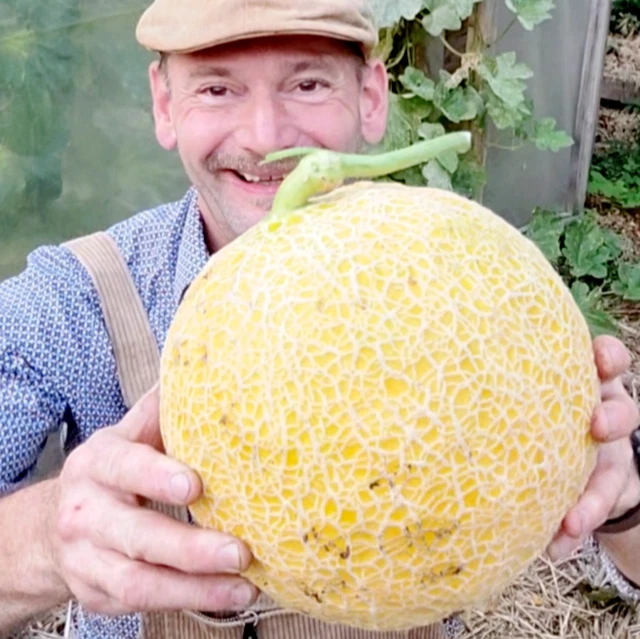 MELONE ZUCKERMELONE ERFURTER Netz gelb samenfest selten Alte Sorte Rote ...