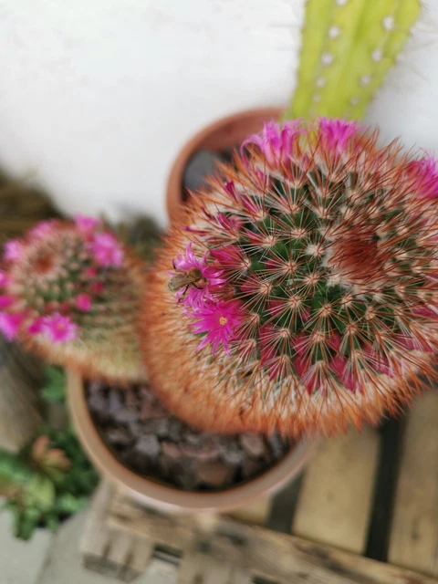 MAMMILLARIA SPINOSISSIMA RUBRISPINA Red Headed Irishman Pink Flower ...