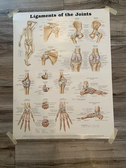 ANATOMICAL WALL CHART Poster A3 Ligaments Of The Joints £5.92 - PicClick UK