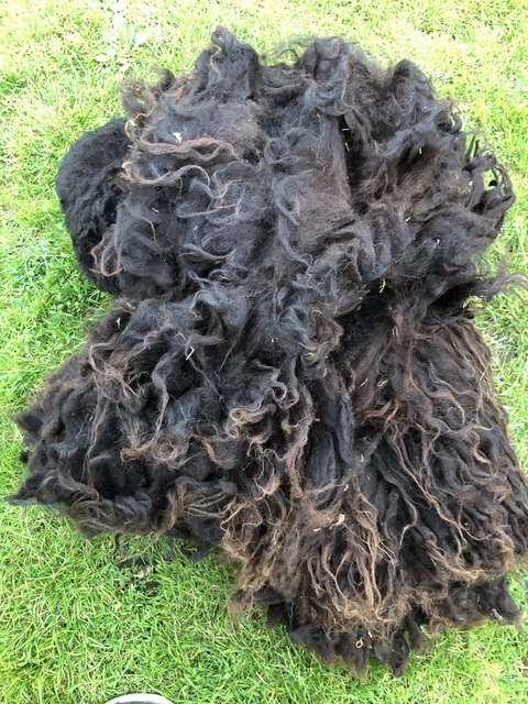 WHOLE HEBRIDEAN EWE Sheep Fleece- Raw Wool Spinning/Weaving/Felting £8. ...