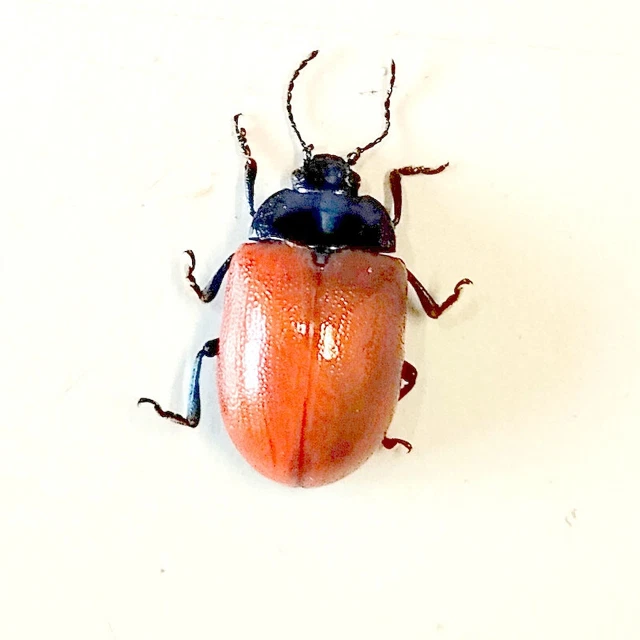 CHRYSOMELIDAE : CHRYSOLINA (Melasonoptera) grossa grossa - Italia V ...