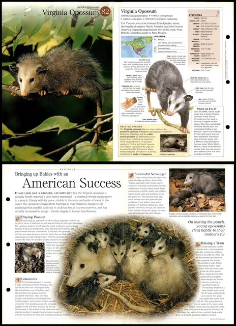 VIRGINIA OPOSSUM #82 Mammals - Discovering Wildlife Fact File Fold-Out Card £1.99 - PicClick UK