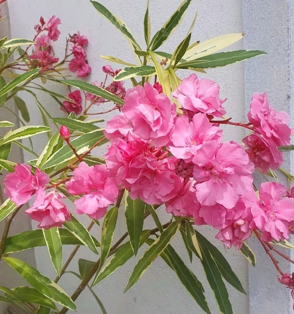 NERIUM OLEANDER - Laurier-rose Variegata fleurs doubles roses feuillage ...