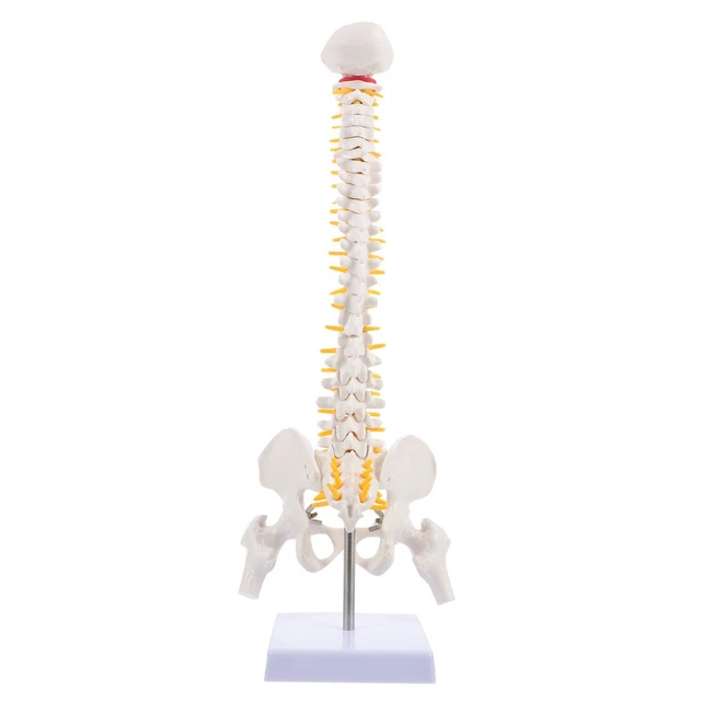 1PC HUMAN BONE Tailbone Pelvis Model with Tailbone Vertebrae and Pelvis ...