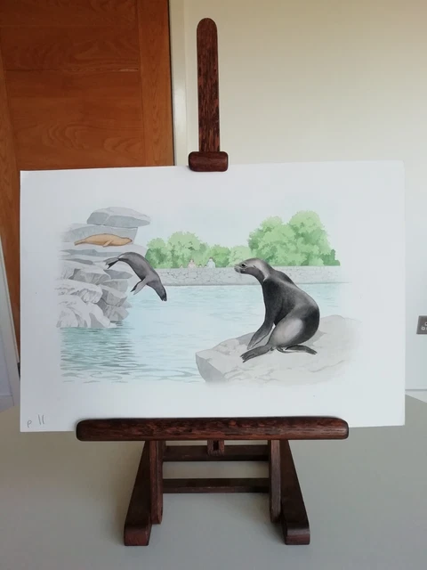 ORIGINAL WATERCOLOUR CHILDREN'S BOOK ILLUSTRATION -ZOO SEA LIONS -8.25 ...