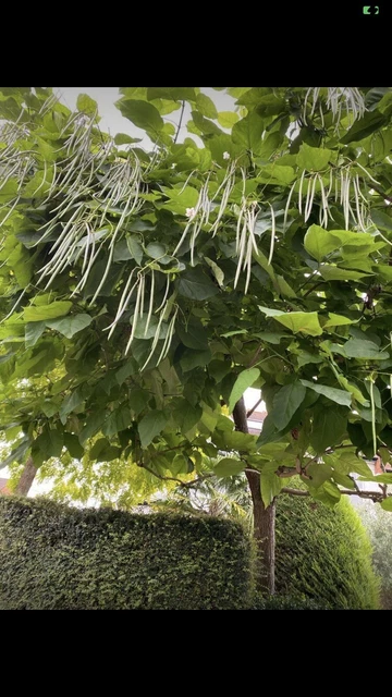 12 CATAWBA CATALPA Bignonioides Indian Bean Tree Seeds - From London ...