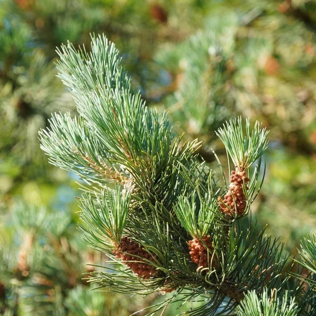 SCOTS PINE TREE (Pinus Sylvestris) bare root trees 30cm £8.99 - PicClick UK