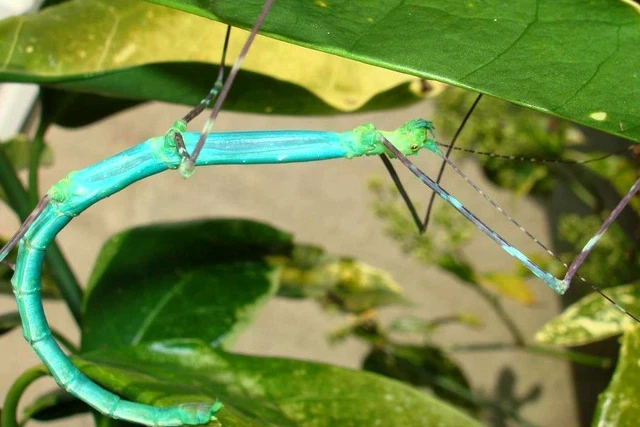 EMERALD STICK INSECT – Myronides sp. “Peleng”, 10 EGGS EUR 5,95 ...