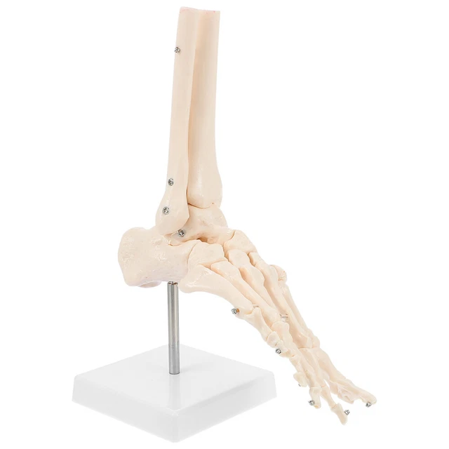 SCIENCE ANKLE MODEL Ankle Joint Model Human Anatomical Model Foot Ankle ...