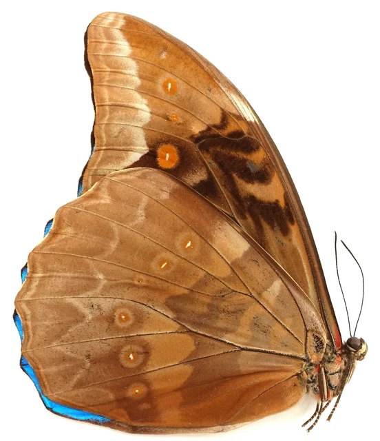 MORPHO ANAXIBIA MALE From Santa Catarina, Brazil EUR 20,00 - PicClick DE