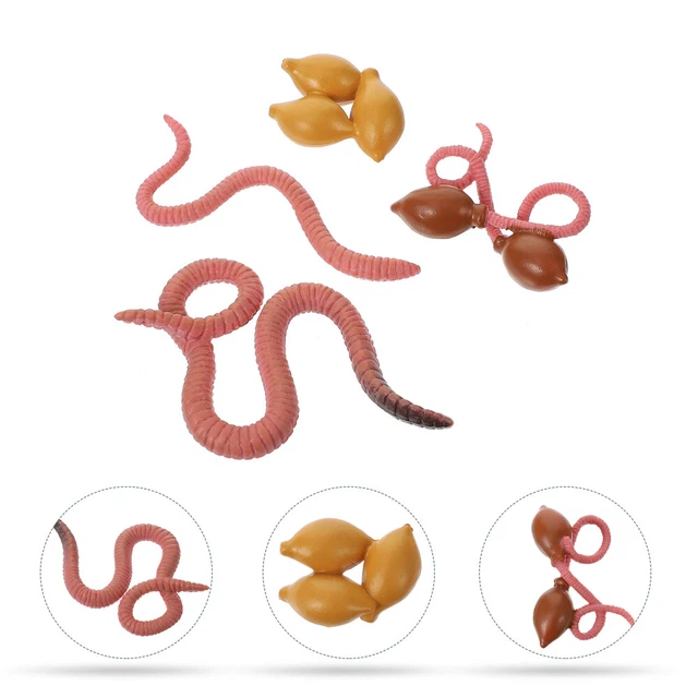EARTHWORM FIGURES TOYS Earthworm Life Cycle 3d Insect Model Kit ...