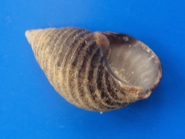 PLANAXIS OBSOLETA PANAMA (Contadora) 19,4mm F+++ n1 EUR 3,00 - PicClick FR