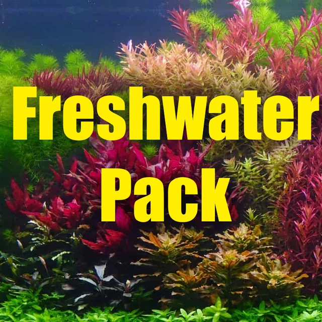FRESHWATER AQUARIUM PLANT pack live aquarium plants assorted mixed pack ...