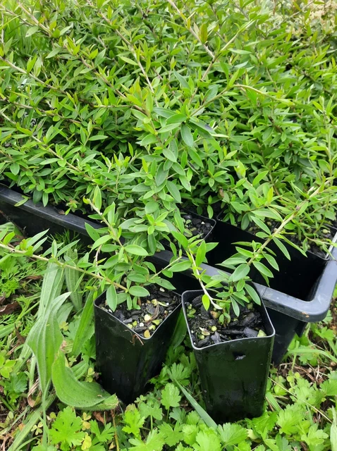 GREVILLEA SUNKISSED PLANT Native Tubestock $5.30 - PicClick