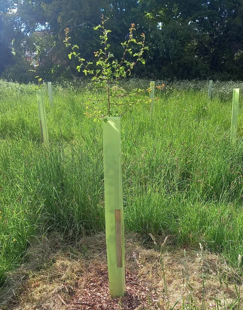 10 X 1.5M tall Tree Guards Shelters Deer Defenders + 1.5m tall wooden ...