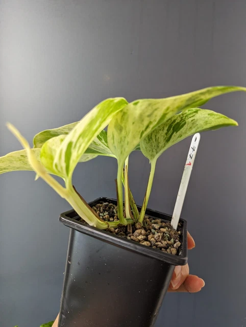 RARE HOUSEPLANT SNOW Queen Pothos/ Epipremnum potted plant in 9cm pot £ ...
