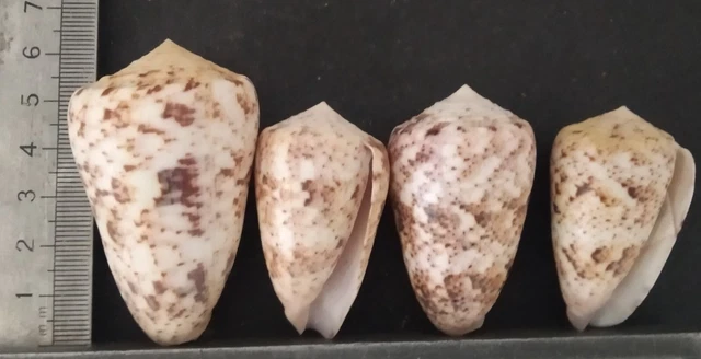 COLLECTION CONIDAE : CONUS ZEYLANICUS lot de 4 EUR 5,00 - PicClick FR