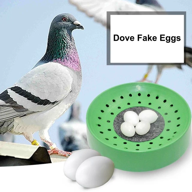 DOVE FAKE EGGS Simulated Non Toxic Dove False Eggs Safe For Dove ...
