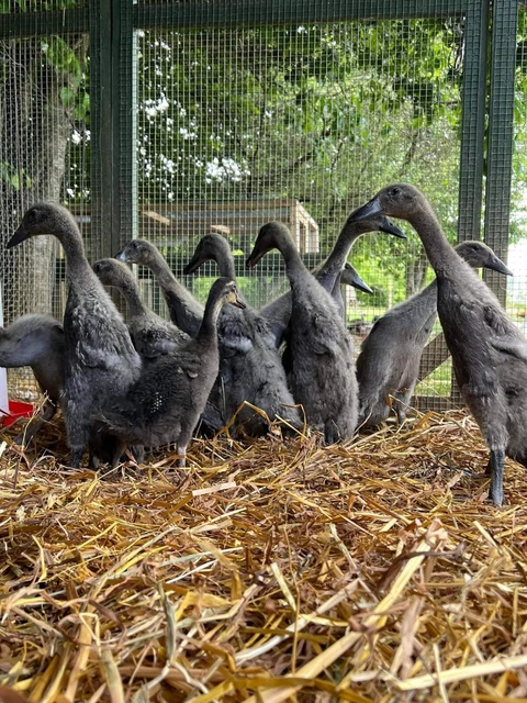 6 QUALITY CUMBERLAND Blue Indian Runner Hatching Duck Eggs + 2 Free £32 ...