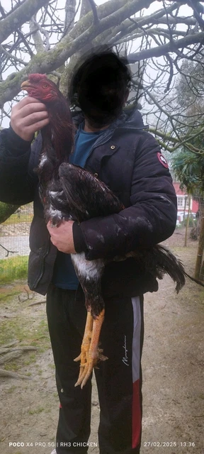 RARE BREED 🔥INDIO Gigante 🔥 6 Fertile Chicken Eggs £60.00 - PicClick UK