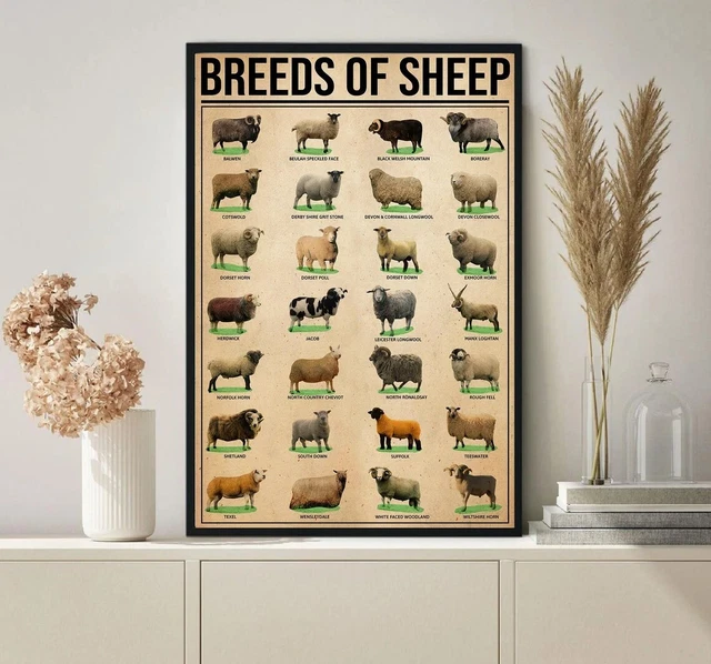Sheep Breeds Poster FOR SALE! - PicClick UK