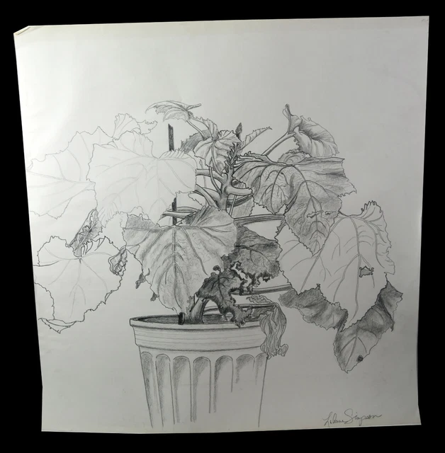 19& ORIGINAL PENCIL Drawing Luanne Tackett Simpson Detailed Grapevine ...