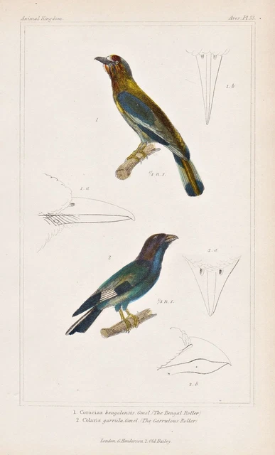 HINDURACKE INDIAN ROLLER Vogel Vögel birds Lithographie Cuvier 1835 $17 ...