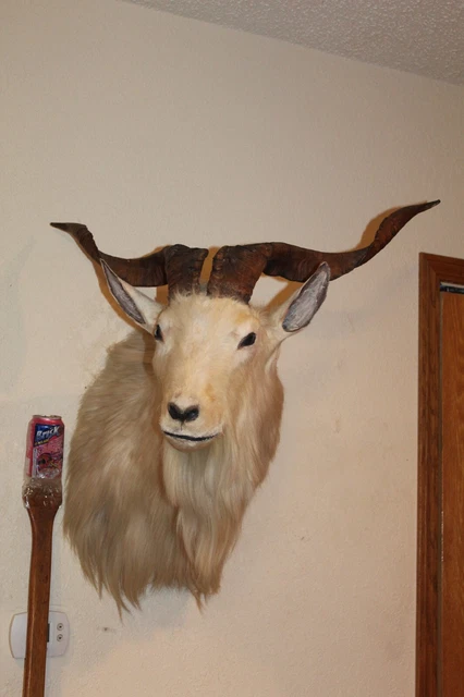 SPANISH RAM BILLY Goat Sheep Shoulder Mount Taxidermy Whitetail Deer ...