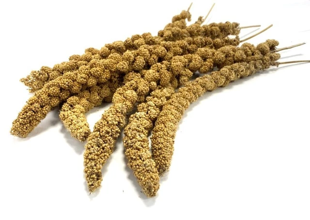 MILLET SPRAYS X 15kg PREMIUM AVIARY BIRD FOOD Sold By Maltbys' Stores ...