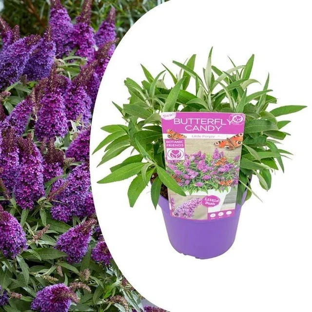 BUDDLEIA BUTTERFLY CANDY Little Purple Dwarf Bush Flowering Shrub Plant ...