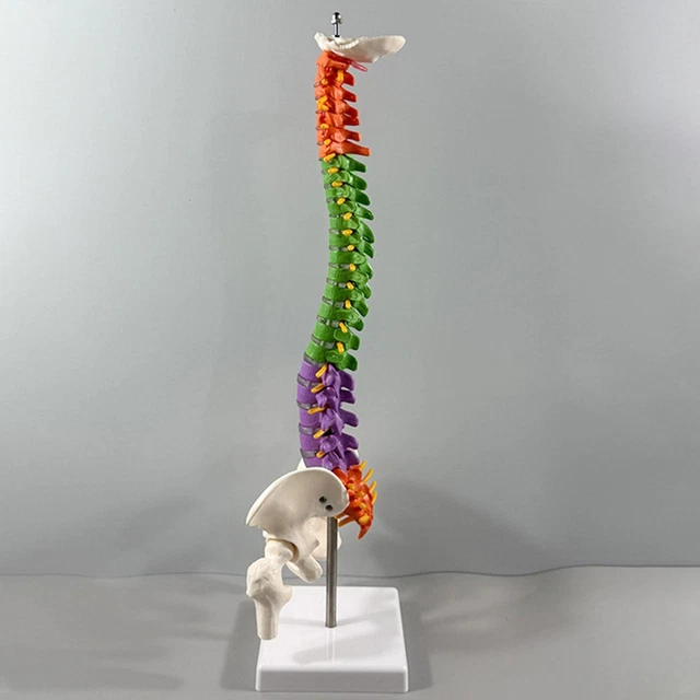 HUMAN SPINE MODEL Spinal Cord Model Teaching Aids Educational Tool ...