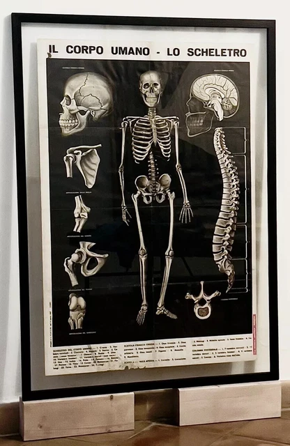 RARE VINTAGE ITALIAN anatomical didactic poster from 1967 | The ...