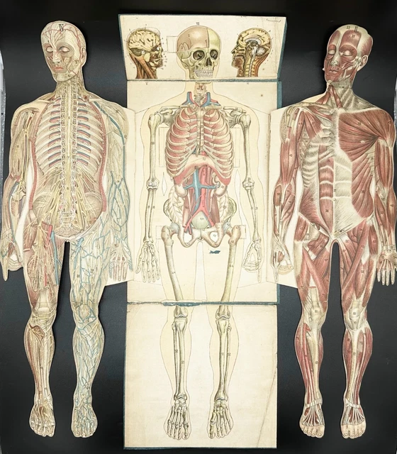 ANTIQUE ORIGINAL VICTORIAN Fold Out Anatomy Human Body Best One Your ...