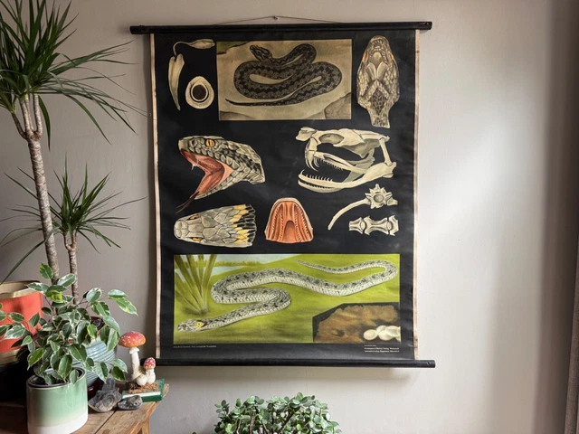 RARE GRASS SNAKE & Viper School Chart: Jung Koch Quentell Educational ...