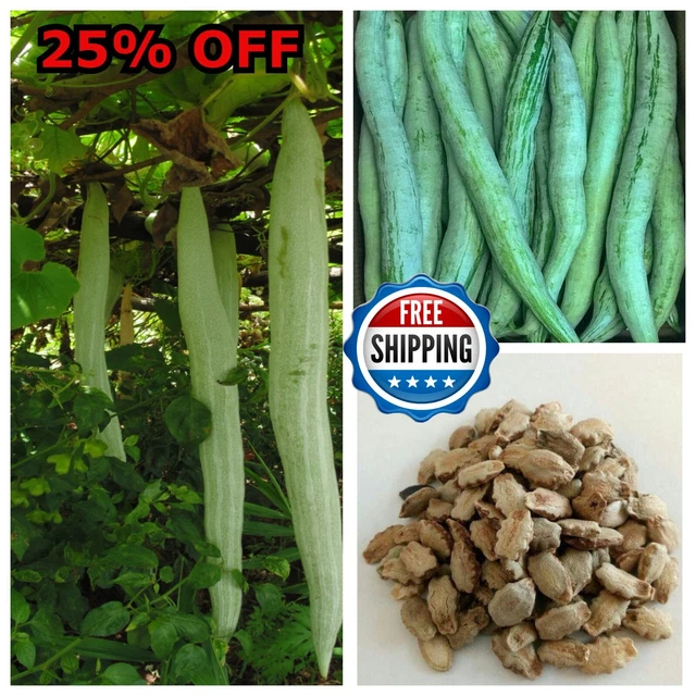SNAKE GOURD LONG Seeds 20+ Trichosanthes cucumerina Lagenaria sicerari ...
