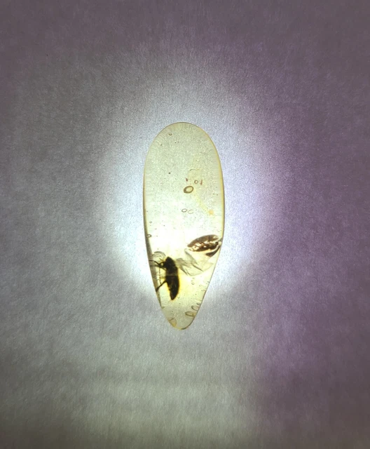 FOSSIL AMBER FROM Burma Burmite With Insect Cretaceous 1,60ct 19,5x7 ...