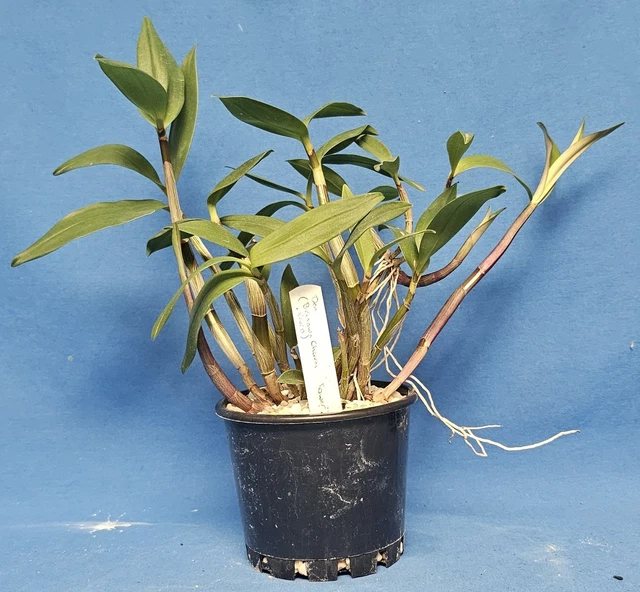 THG ORCHID DENDROBIUM (Brinawa Charm X Vivid) 'Tower' Div Est in 12cm ...