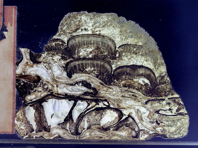 JAMES HOW ANTIQUE Microscope Slide of an Exceptional Coal Fossil ...