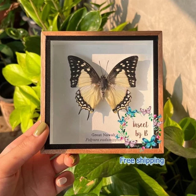 REAL BUTTERFLY INSECT Taxidermy Display Wood Glass Framed Wall Art ...