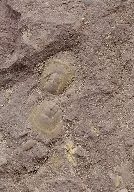 ORDOVICIAN FOSSIL TRILOBITE Agnostida,teaching,very cool No.m30 $10.50 ...